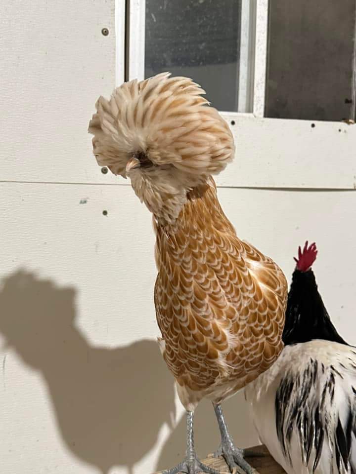 Buff Laced Polish Chicken - Laying hens farm Ltd