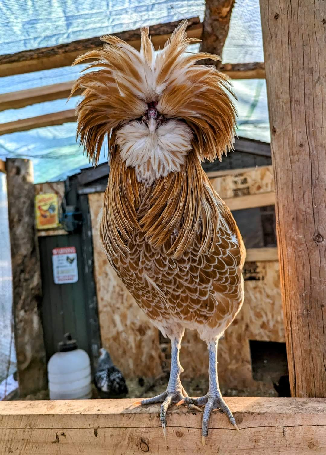 Buff Laced Polish Chicken - Laying hens farm Ltd