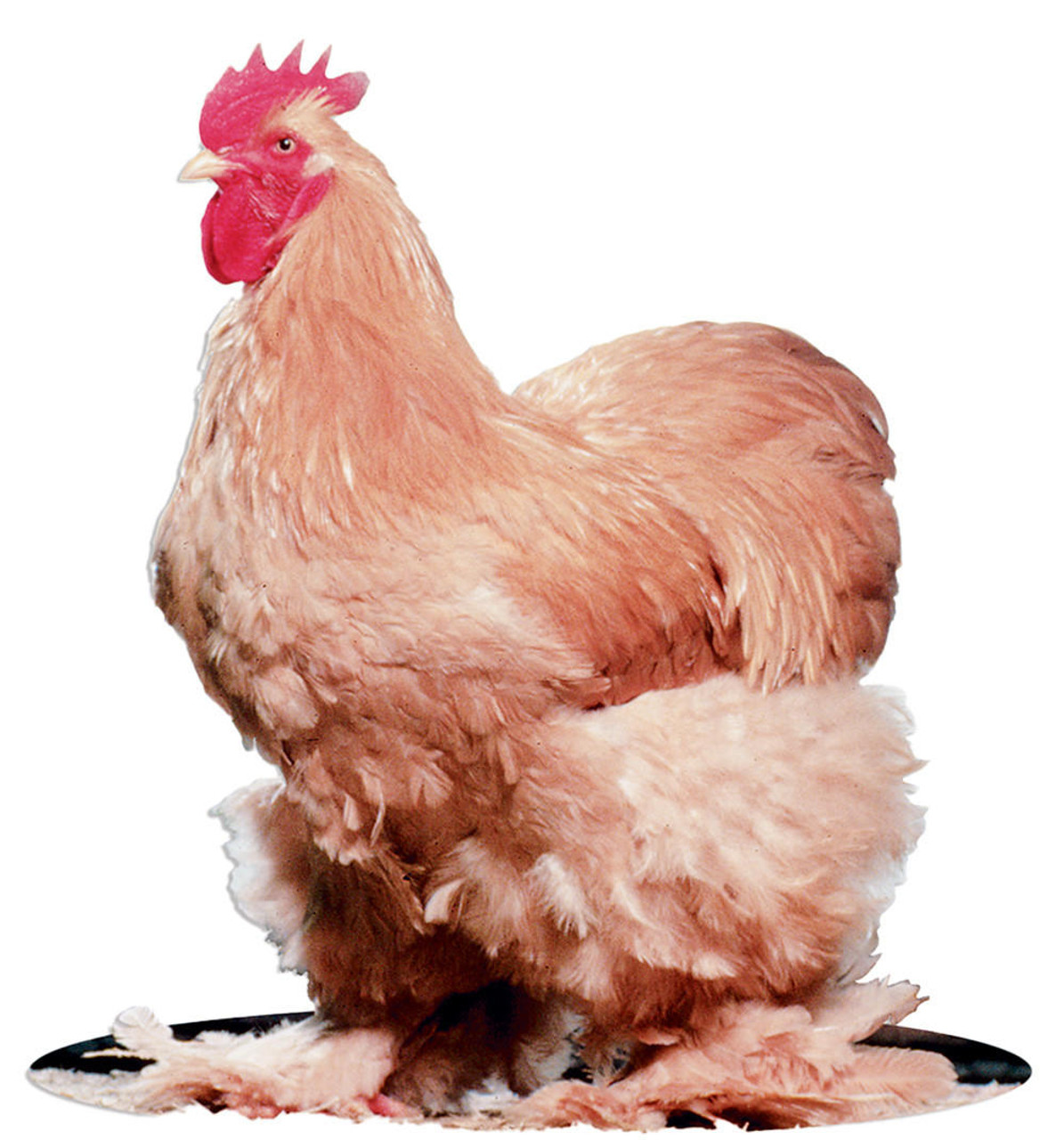 BUFF STANDARD COCHIN - Laying hens farm Ltd