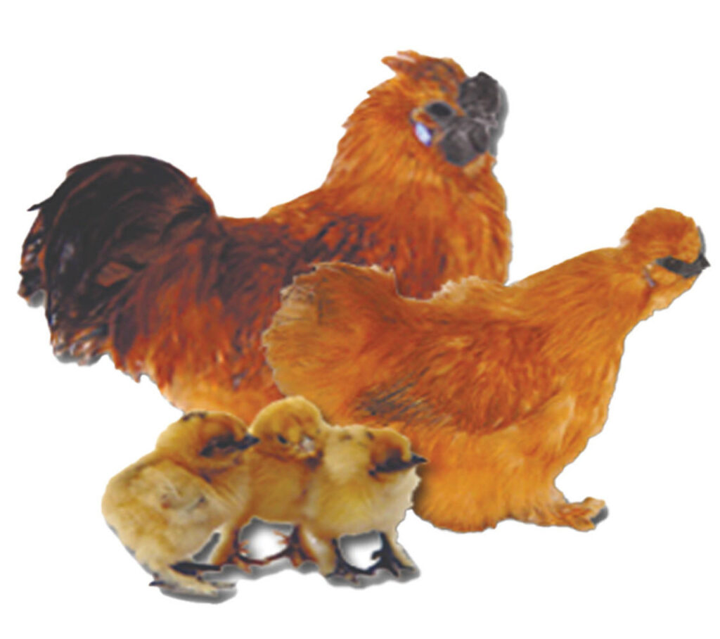 BUFF SILKIE BANTAM - Laying hens farm Ltd