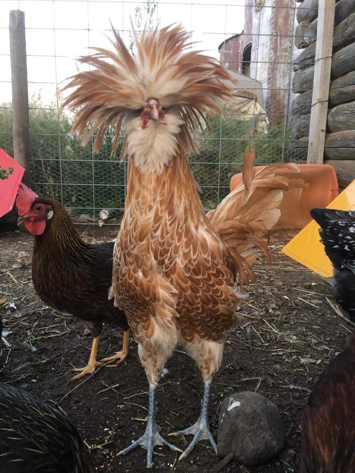 Buff Laced Polish Chicken - Laying hens farm Ltd