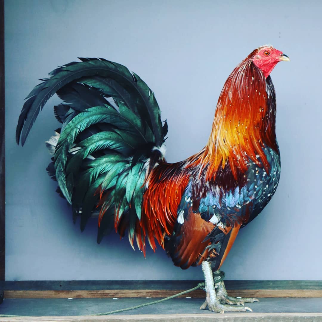 Gerard Hatch - Laying hens farm Ltd