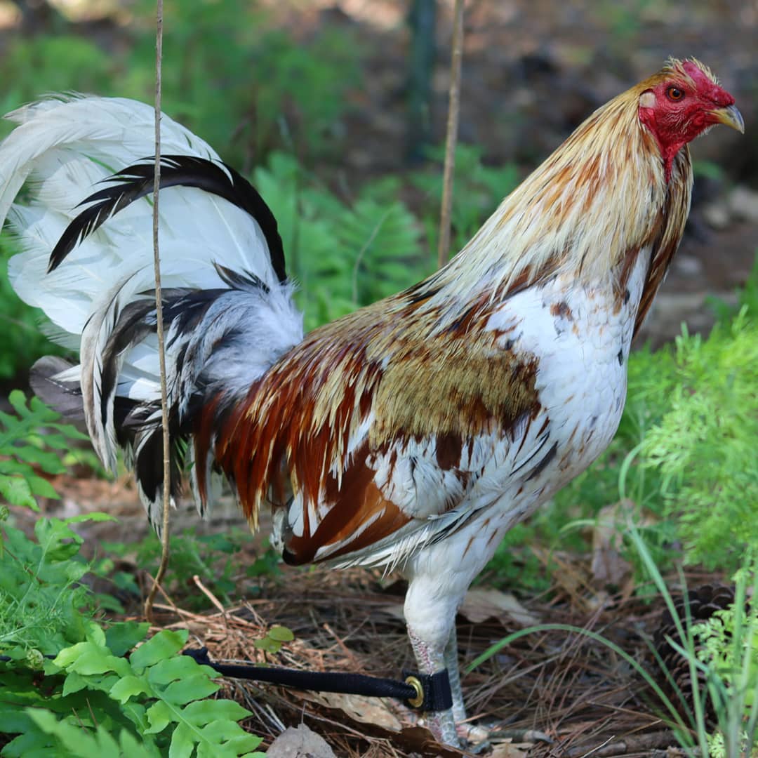 Minor Blue Rooster - Laying hens farm Ltd