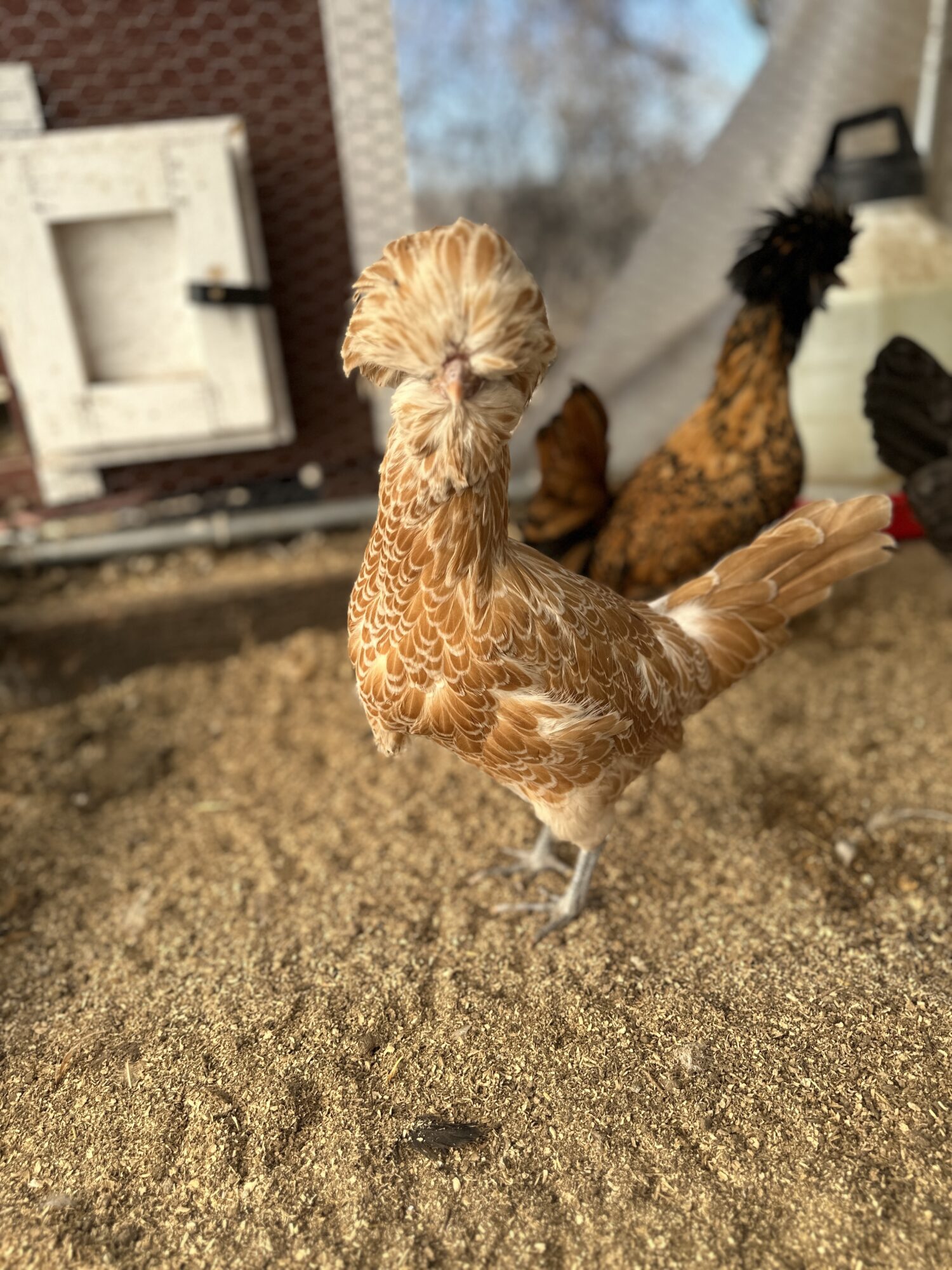 Buff Laced Polish Chicken - Laying hens farm Ltd