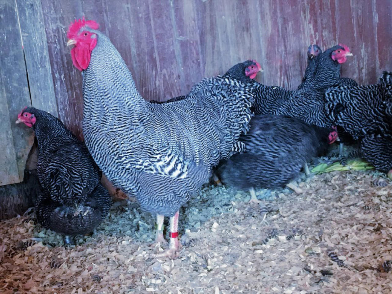 BARRED ROCK BANTAM CHICKS - Laying hens farm Ltd