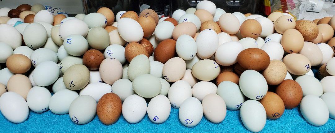 Potluck Ultra Rare Special Hatching Eggs - Laying hens farm Ltd