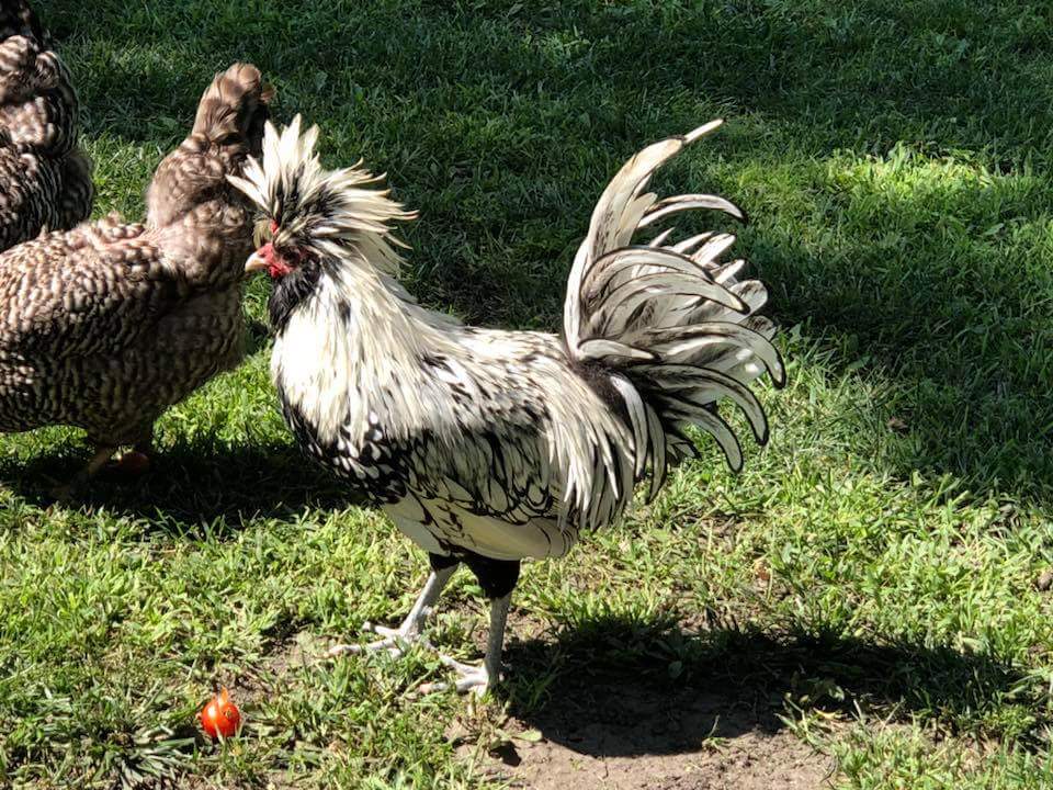 Silver Laced Polish Chicken - Laying hens farm Ltd