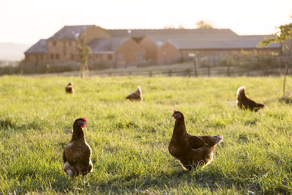 About us - Laying hens farm Ltd