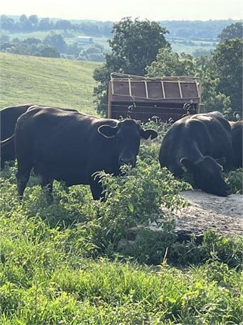 19 Angus - Cows - Laying hens farm Ltd