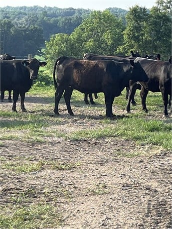 19 Angus - Cows - Laying hens farm Ltd