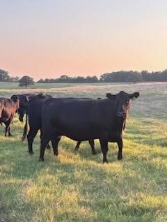 46 Angus - Cows - Laying hens farm Ltd