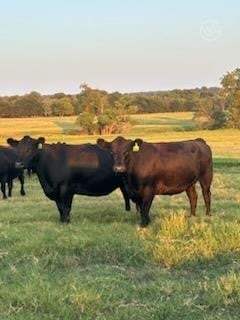 46 Angus - Cows - Laying hens farm Ltd