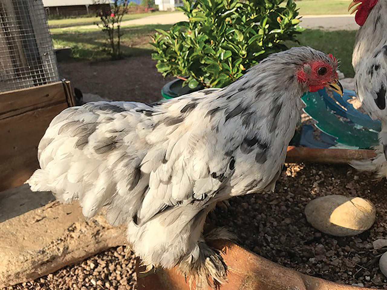 SPLASH COCHIN BANTAM - Laying hens farm Ltd