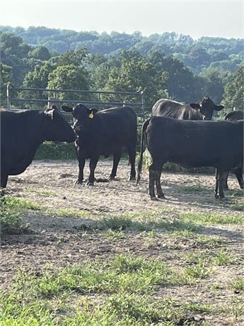 19 Angus - Cows - Laying hens farm Ltd