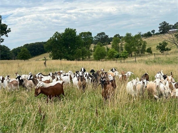 130 Boer, Kiko, Spanish - Does - Laying hens farm Ltd